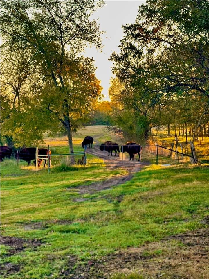 Raising Bison – The Texas Bison Association